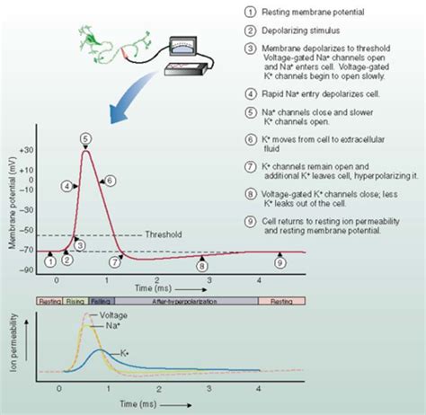 4 Action Potential Learning Objectives Flashcards Quizlet