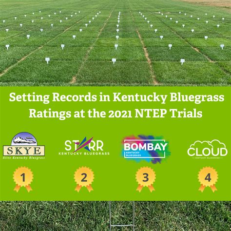 Bluegrass Grass Varieties