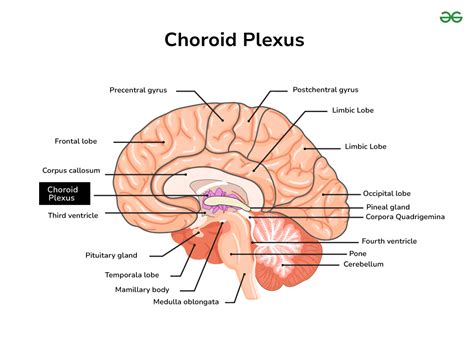Choroid Plexus Anatomy Premium Photo 3d Illustration Of Human