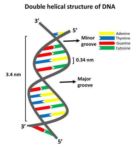 Double Helical Structure Of Dna Watson And Crick Model Structure Of