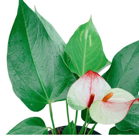 Anthurium Laceleaf Unbeleafable