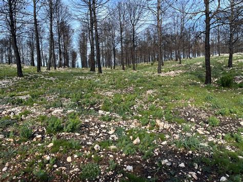Regeneración Natural Y Selvicultura Preventiva Claves Para La Reforestación
