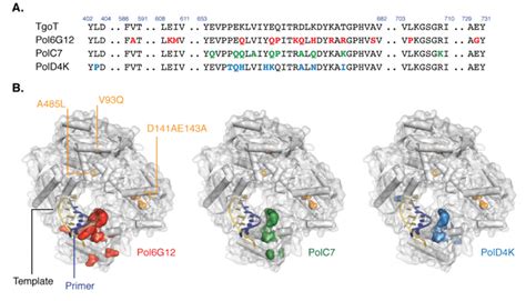 Engineering Xna Polymerases A Sequence Alignments Showing Mutations Download Scientific