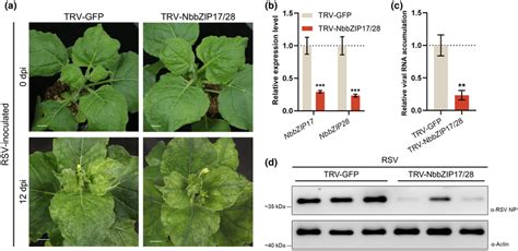 Silencing Nbbzip1728 Inhibits The Infection Of Rsv A The Viral
