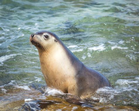 Fact File Australian Sea Lion Neophoca Cinerea Australian Geographic