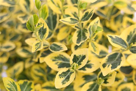 Dwarf Euonymus Hedge