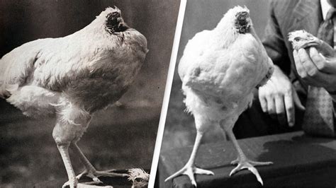 ‘miracle Headless Chicken Lived For 18 Months Despite Being Struck