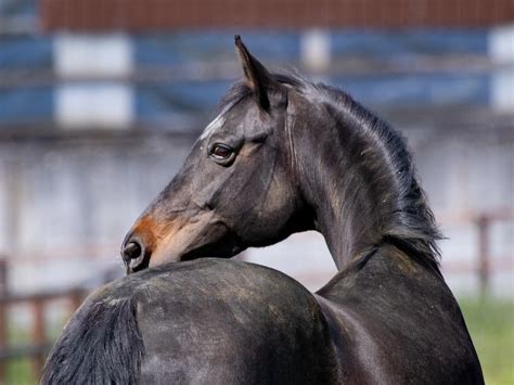 Seal Bay Or Brown Base Horse Coat Color The Equinest
