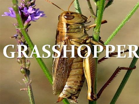 On The Grasshopper And Cricket Prepared By Jayasri