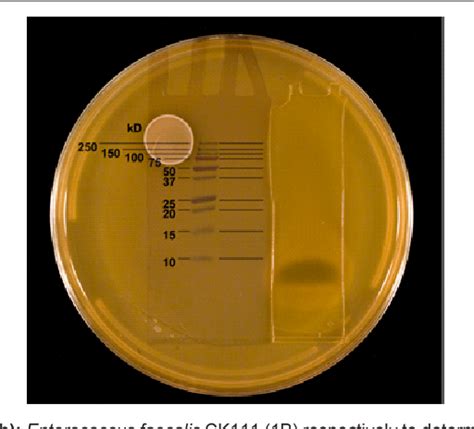 Figure 1 From Novel Antibacterial Polypeptide Laparaxin Produced By Lactobacillus Paracasei