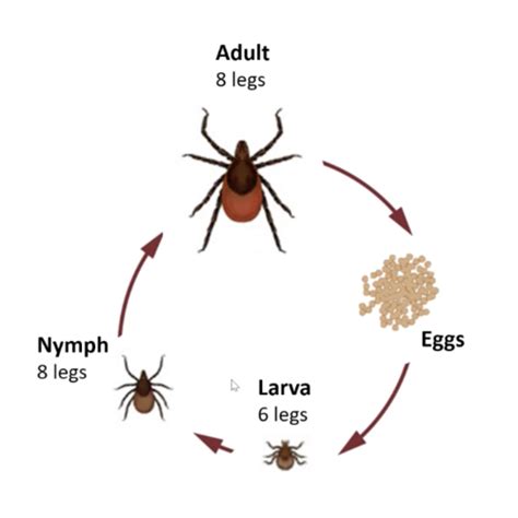 Block 7 Unit 8 Ticks Flashcards Quizlet
