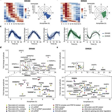 Splicing Factor Gene Mutation In Aml And Mds The Two Main Steps Of Download Scientific Diagram