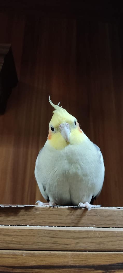 My Little Fluffy Pile Of Feathers🥰 Rcockatiel