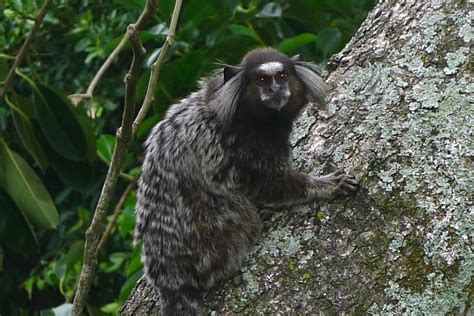 Marsupial Agnes Mannarelli Flickr