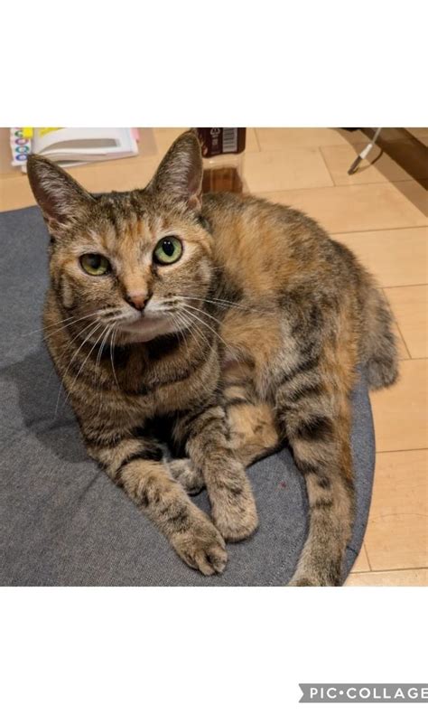 キジトラの小柄な雌猫が迷子になりました