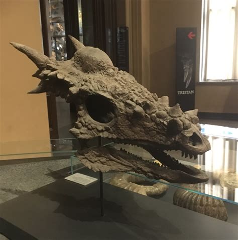 Dracorex Skeleton