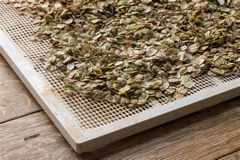 Foraging And Cooking Golpar Cow Parsnip Seed Forager Chef