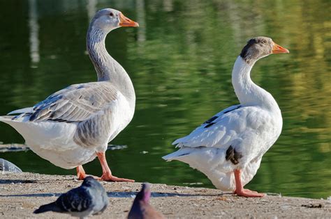 Birds Geese Feathers Free Photo On Pixabay