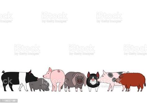 Cute Cartoon Pig Group Stock Illustration Download Image Now Pot