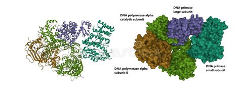 Primosome Stock Illustrations 2 Primosome Stock Illustrations