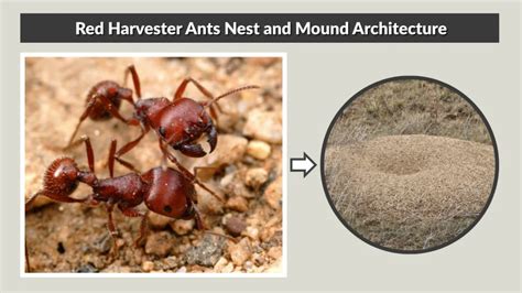 Red Harvester Ant Identification Behavior Sting And Complete Guide