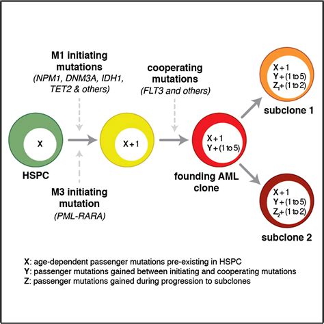 The Origin And Evolution Of Mutations In Acute Myeloid Leukemia Cell