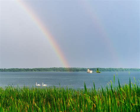 Swans Rainbow And Tiny Cottage
