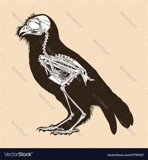 Skeleton Bird Antique Royalty Free Vector Image