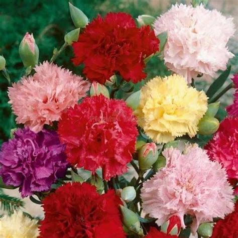 Buy Carnation Giant Chabaud Mixed Color Flowering Seeds Online At
