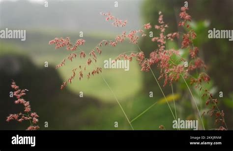 Red Weeds Stock Videos And Footage Hd And 4k Video Clips Alamy