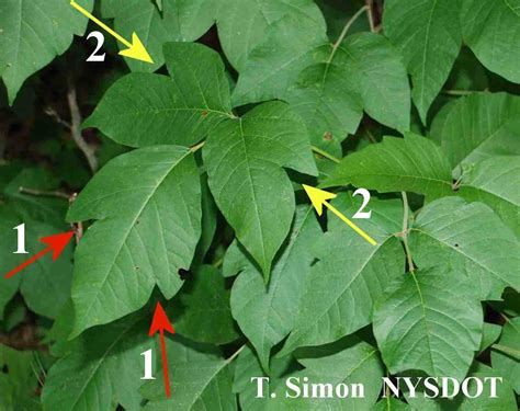 Large Leaf Poison Ivy Leaves Of Three Let It Be How To Identify