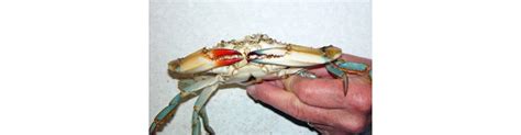 Sex Specific Compound Uncovered Crabs