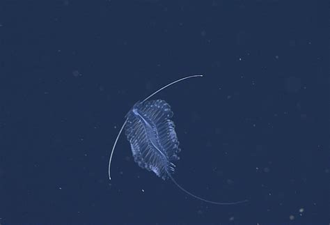 Gossamer Worm • Mbari