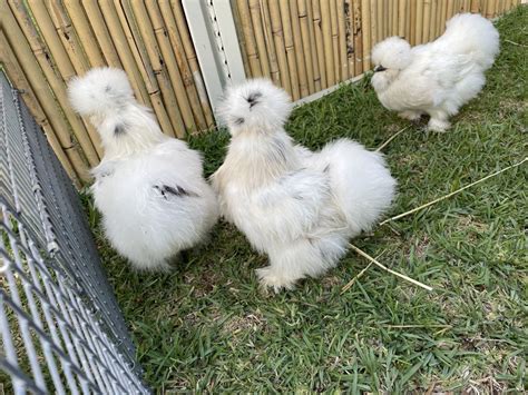 בעלי כנף תרנגולות משי בכל הגילאים אפרוחים מודעה 968741