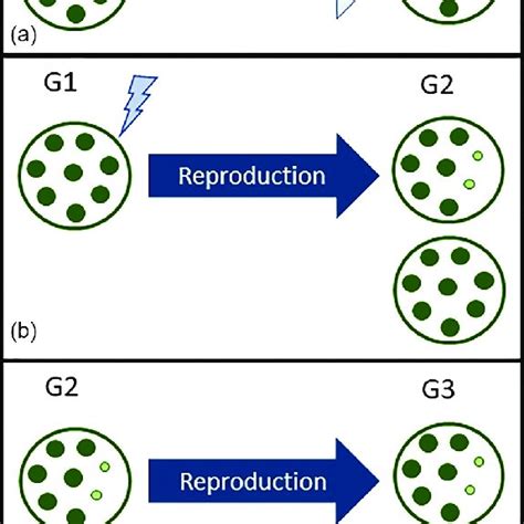 4 A Schematic Representing The Production Of Somatic Like Cells In
