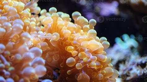 An Essential Part Of The Coral Life Cycle The Synchronized Spawning Event Is A Wonder To Behold