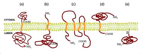 A New Platform For Membrane Proteins Expression Profacgen