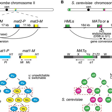 Mating Type Cassettes And Mating Type Switching Patterns In S Pombe Download Scientific