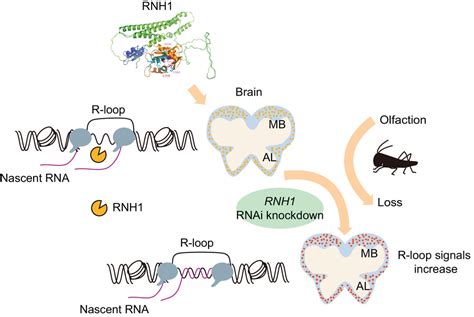 R‐loop Modulates Odor‐guided Behavior In Migratory Locusts Liu Insect Science Wiley Online