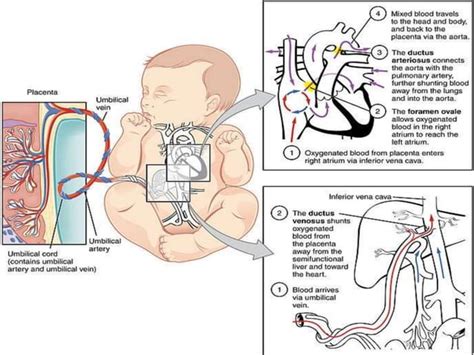 The Fetal Circulation Pptx Pregnancy Reproductive Health