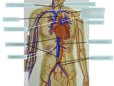 Lab 7 Circulatory 3 Diagram Quizlet