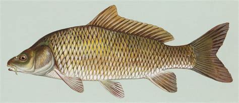 Image Of Cyprinus Carpio