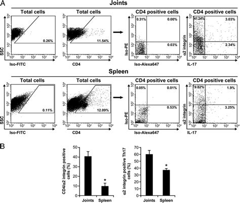 Th17 Cells From Cia Mice Express A2b1 Integrin Total Cells Were