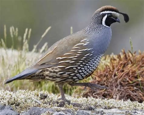 Reappeared Lost Species In 2025 10 Species That Defied Extinction