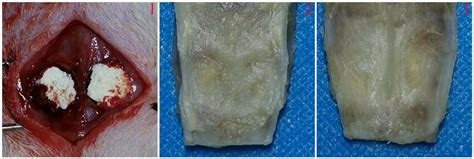 Construction Of Critical Bone Defect Model And Porous Scaffold Download Scientific Diagram