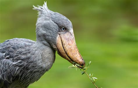 Shoebill Wallpaper Hd 79470 Baltana