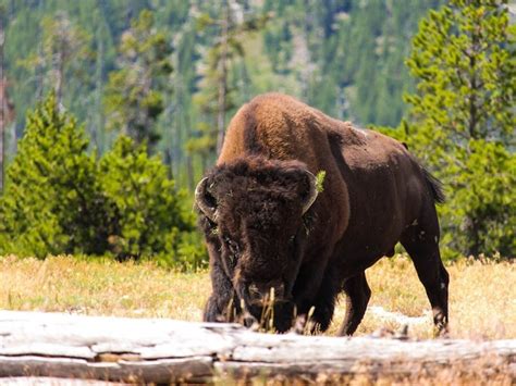 Usa Yellowstone Nationalpark Little America