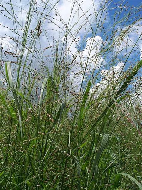 Switchgrass Liberty Ernst Seeds