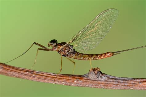 Better Safe Than Sorry The Bizarre Sex Life Of Mayflies Staatliches