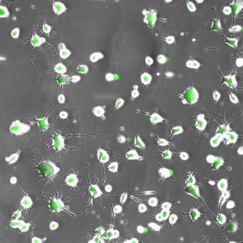 Nisai Nis Elements Software Microscope Products Nikon